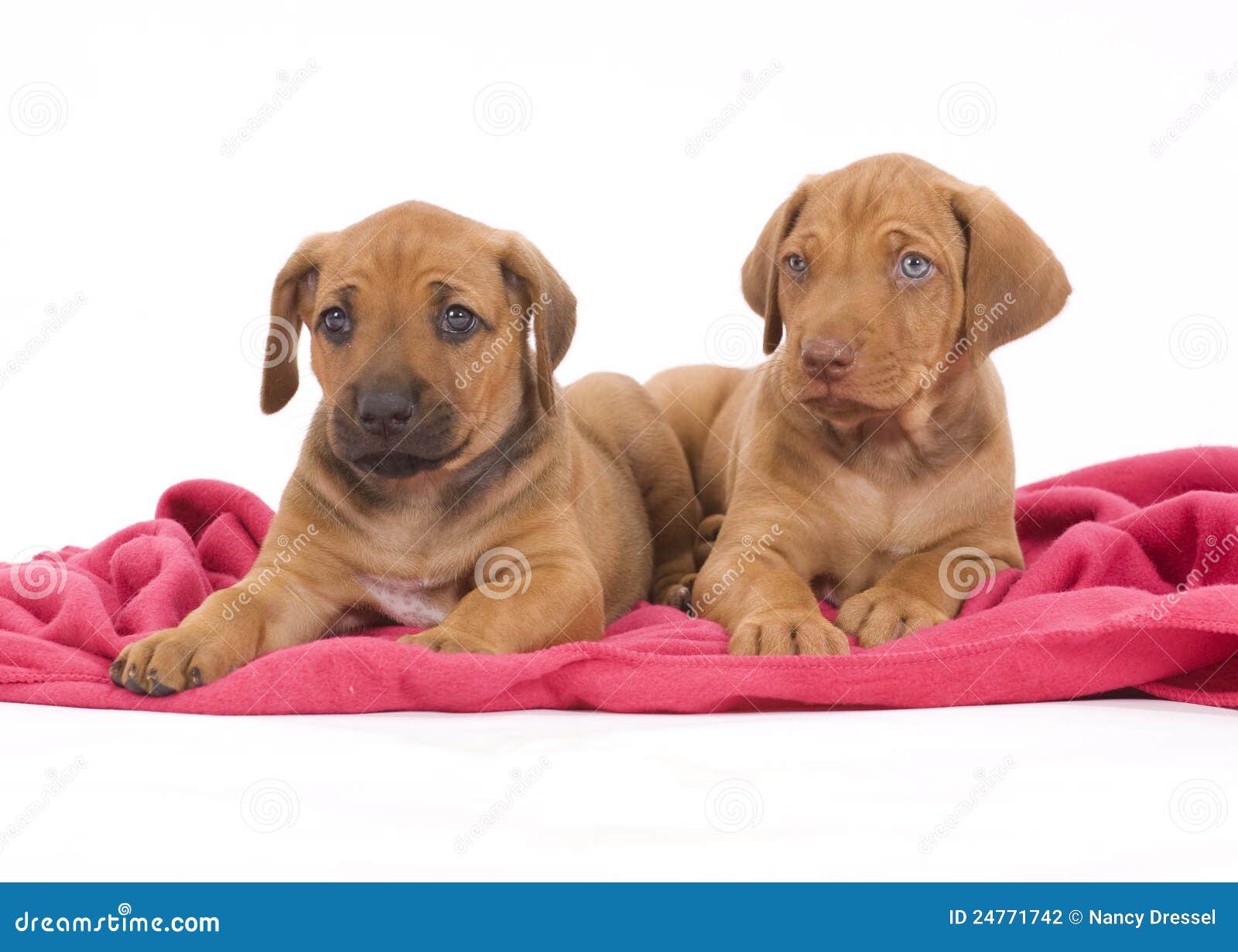 Rhodesian Ridgeback Buddies, 6 Weeks Old, Playing Stock Photo - Image ...