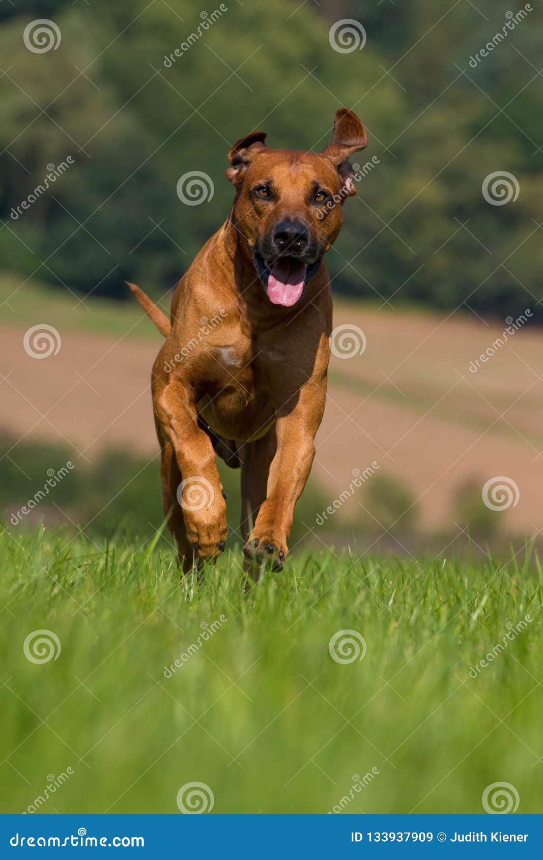 Rhodesian Ridgeback Che Corre in Un Prato Di Estate Immagine Stock ...