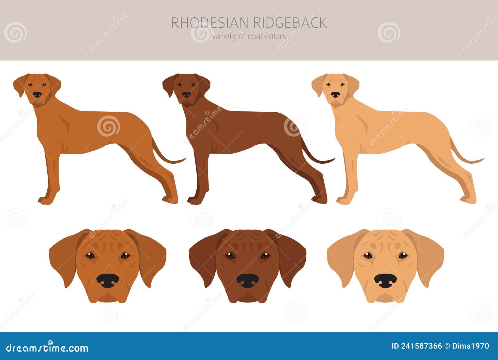 Rhodesian Ridgeback Clipart. Different Poses, Coat Colors Set Stock ...