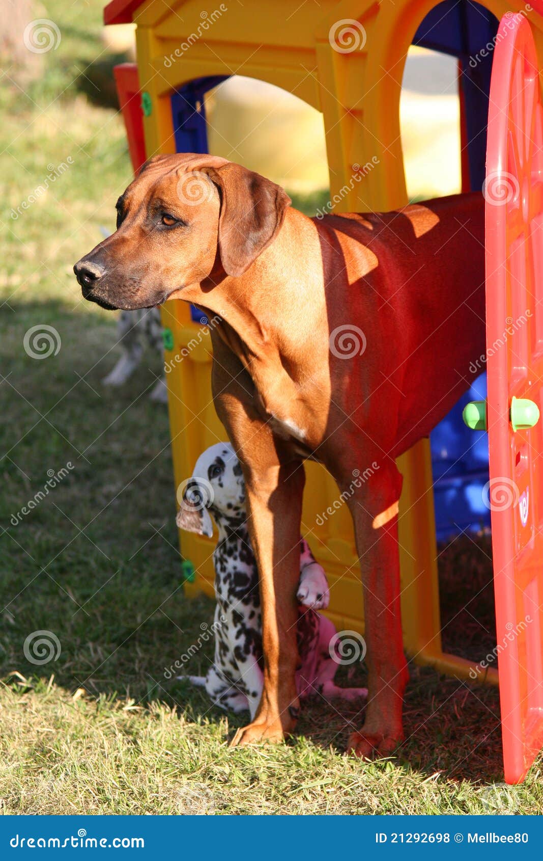 Rhodesian Ridgeback and Dalmatian Puppy Stock Photo - Image of small ...