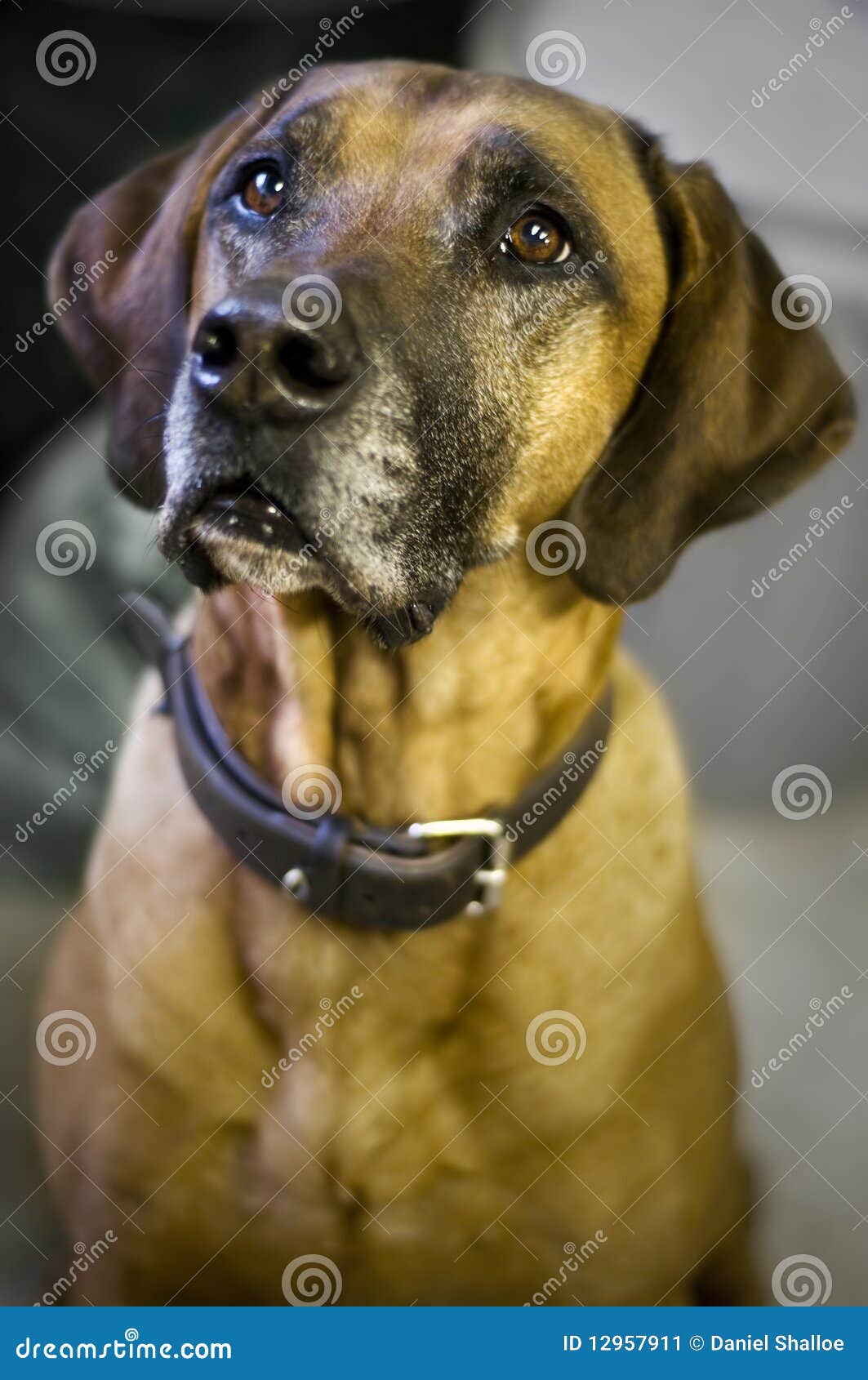 Rhodesian ridgeback dog stock image. Image of rhodesia - 12957911