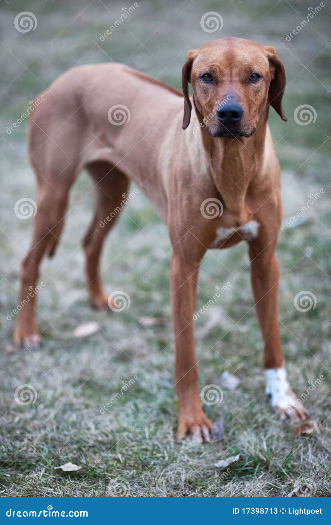 Rhodesian ridgeback dog stock image. Image of activity - 17398713