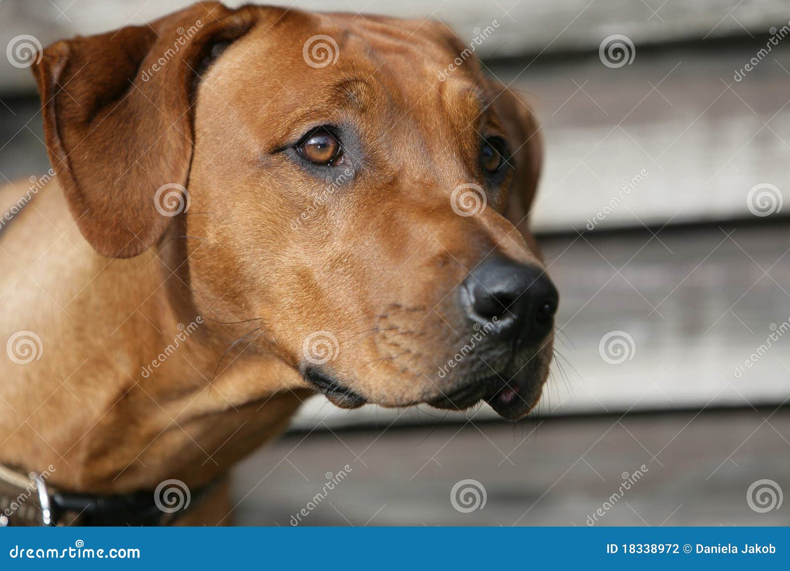 Rhodesian ridgeback dog stock photo. Image of long, canine - 18338972