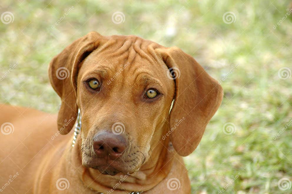 Rhodesian Ridgeback dog stock image. Image of alert, african - 2101109