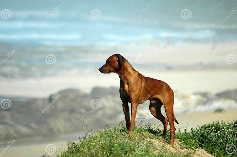 Rhodesian Ridgeback dog stock image. Image of animal, hill - 2101221