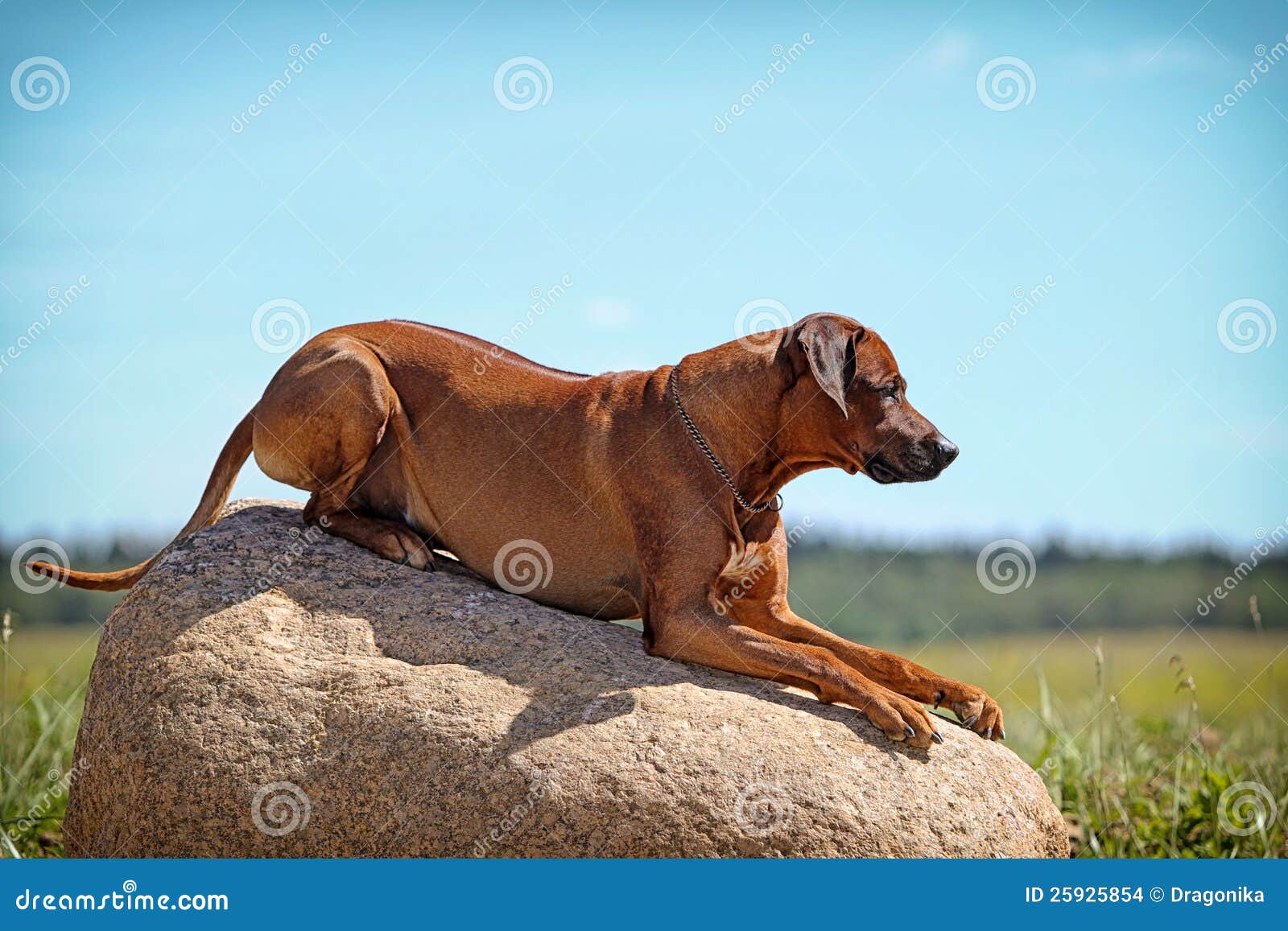 Rhodesian Ridgeback dog stock photo. Image of ridgeback - 25925854