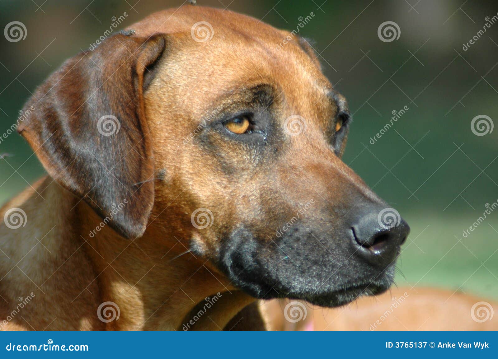 Rhodesian Ridgeback dog stock image. Image of background - 3765137