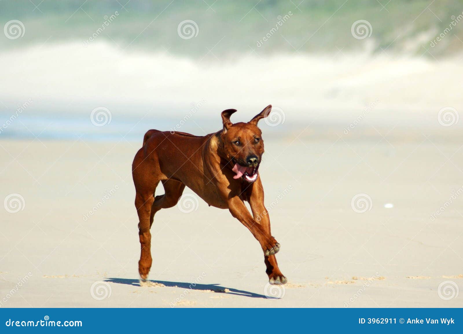 Rhodesian Ridgeback dog stock image. Image of runs, seashore - 3962911