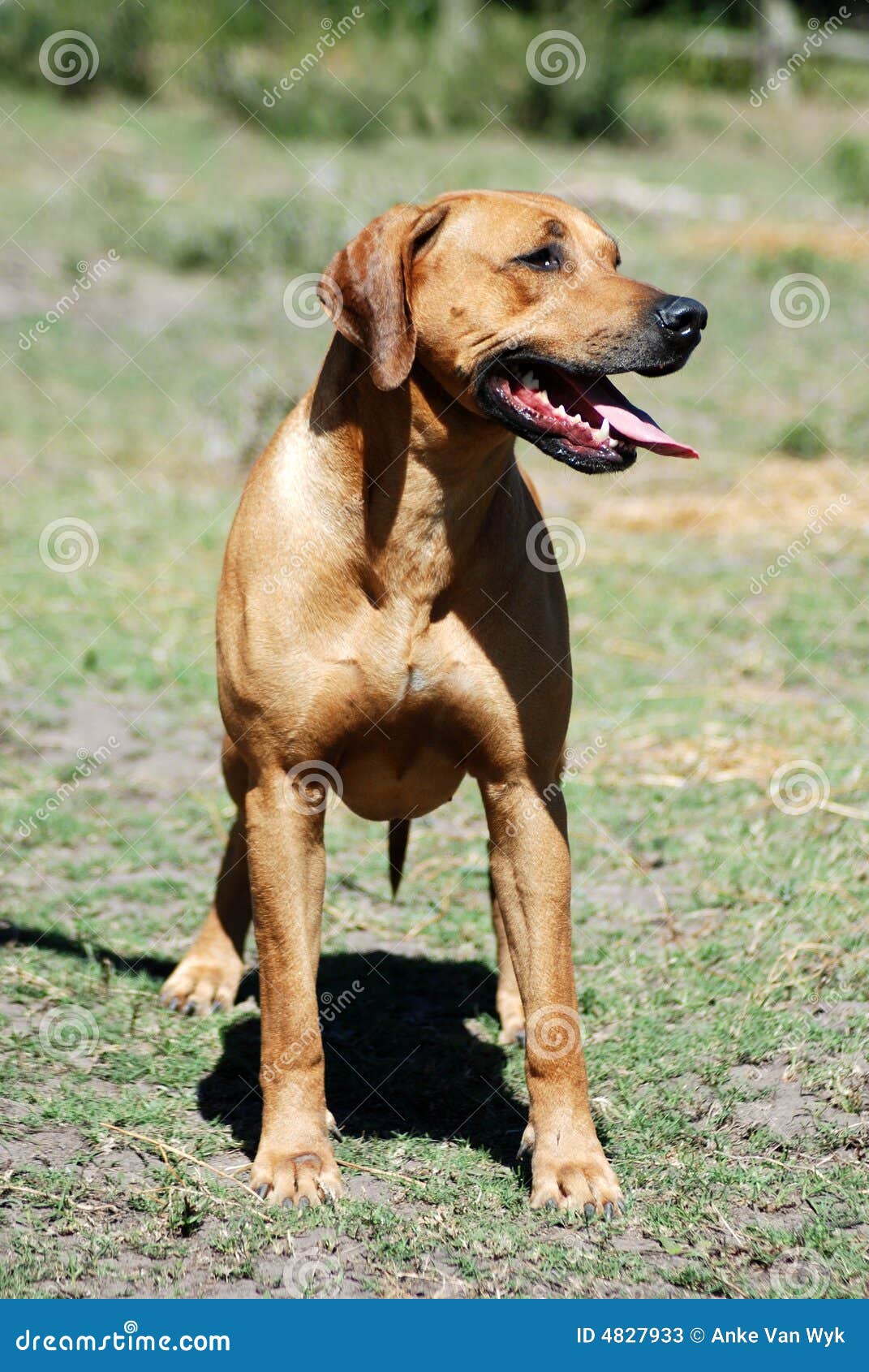 Rhodesian Ridgeback dog stock image. Image of ridge, whorls - 4827933