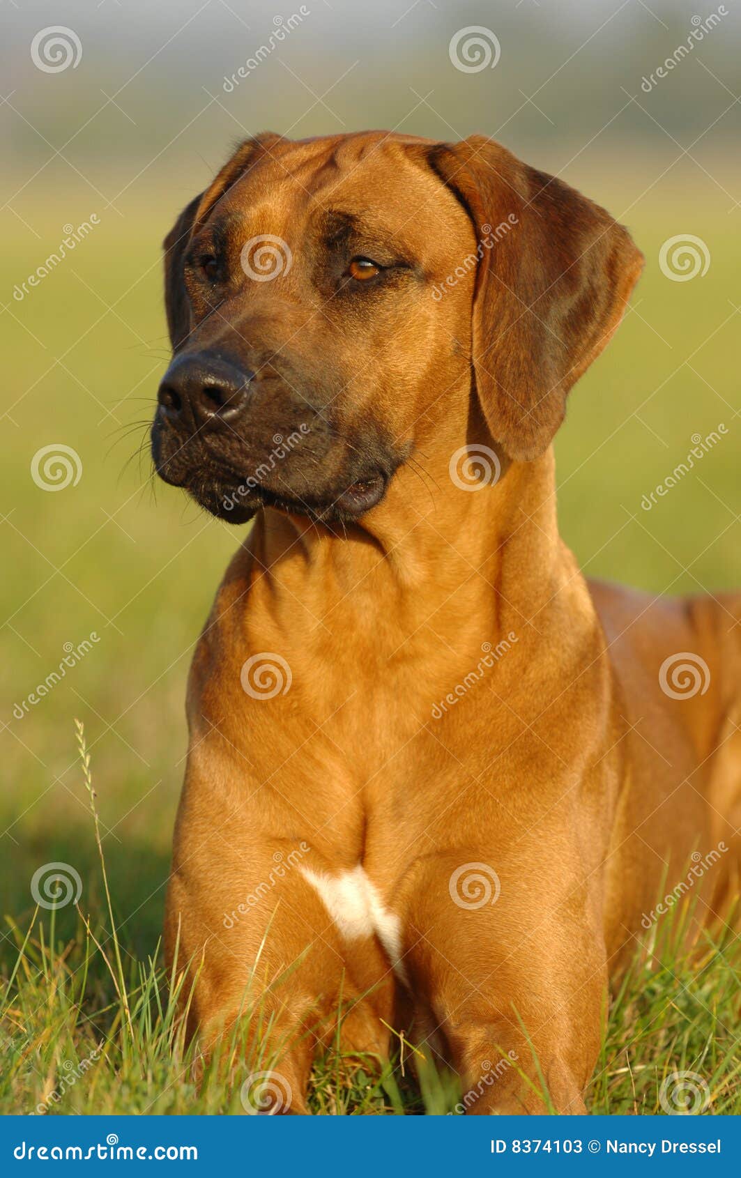 Rhodesian ridgeback dog stock image. Image of carnivore - 8374103