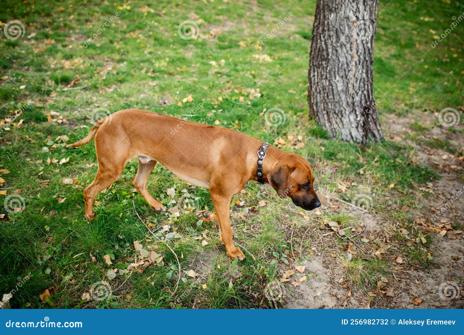 Rhodesian Ridgeback Dog on a Background of Green Grass Stock Photo ...