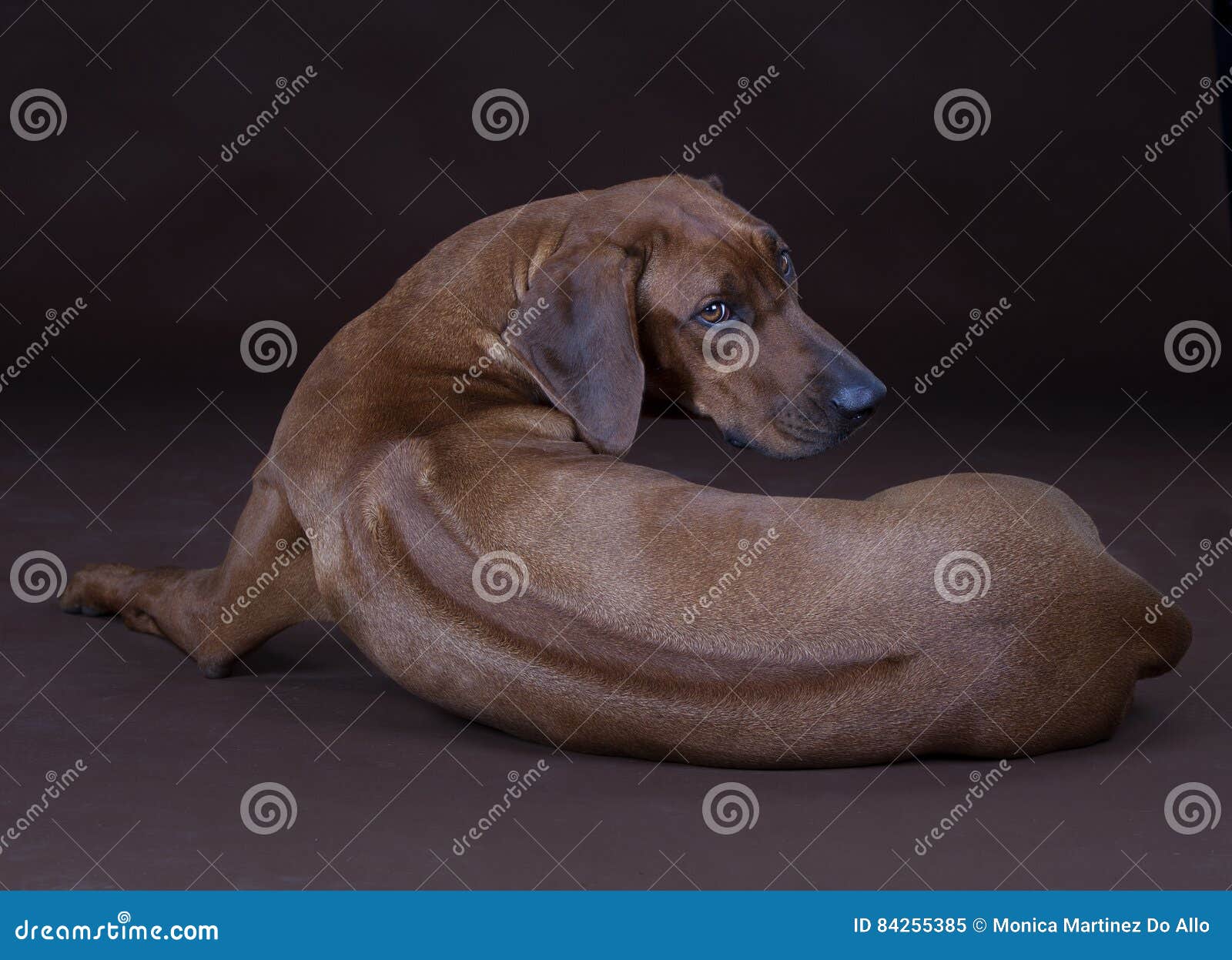 Rhodesian Ridgeback Dog Backwards Stock Image - Image of guard, smile ...