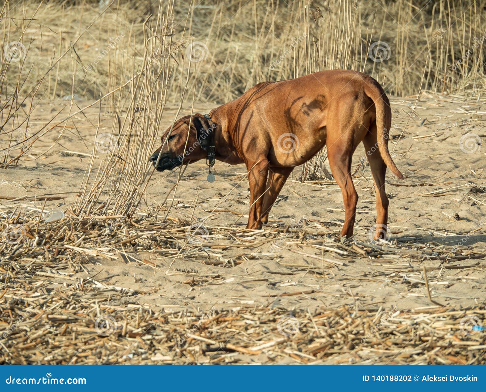 Rhodesian Ridgeback Dog on the Beach in the Water Stock Photo - Image ...