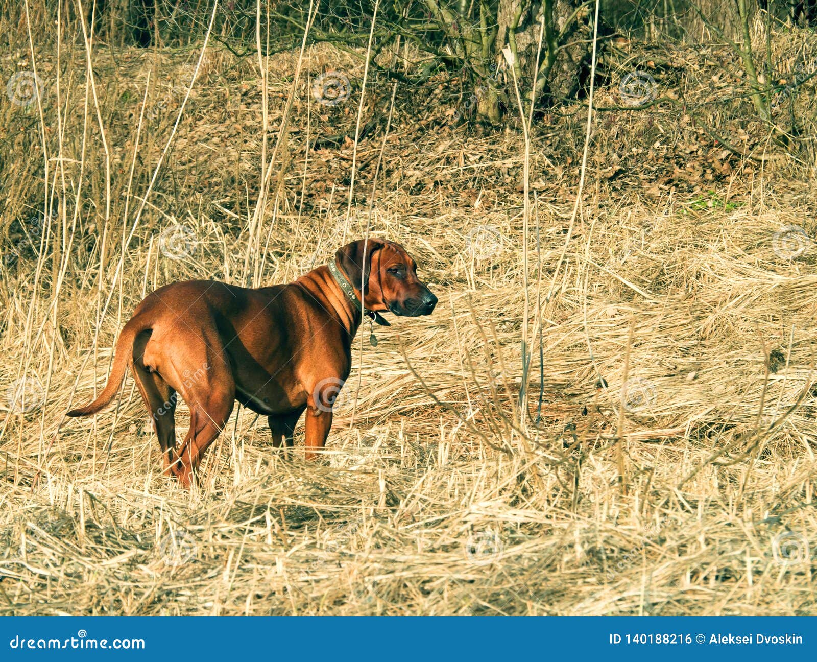 Rhodesian Ridgeback Dog on the Beach in the Water Stock Photo - Image ...