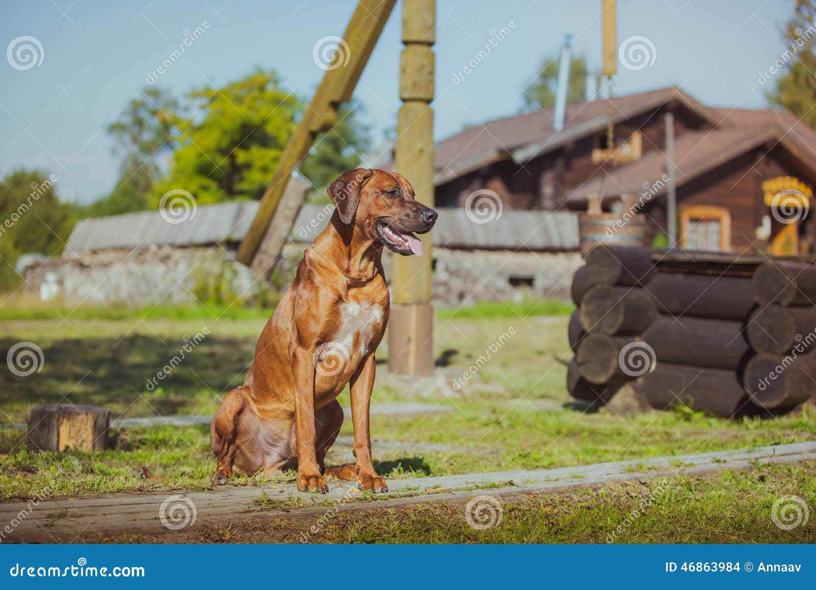 Rhodesian Ridgeback dog stock photo. Image of head, beautiful - 46863984