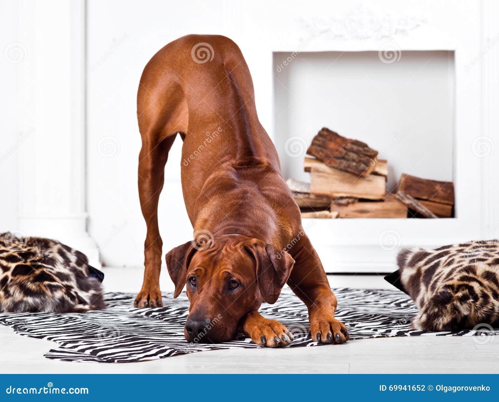 Ridge Of Rhodesian Ridgeback Stock Photography | CartoonDealer.com ...