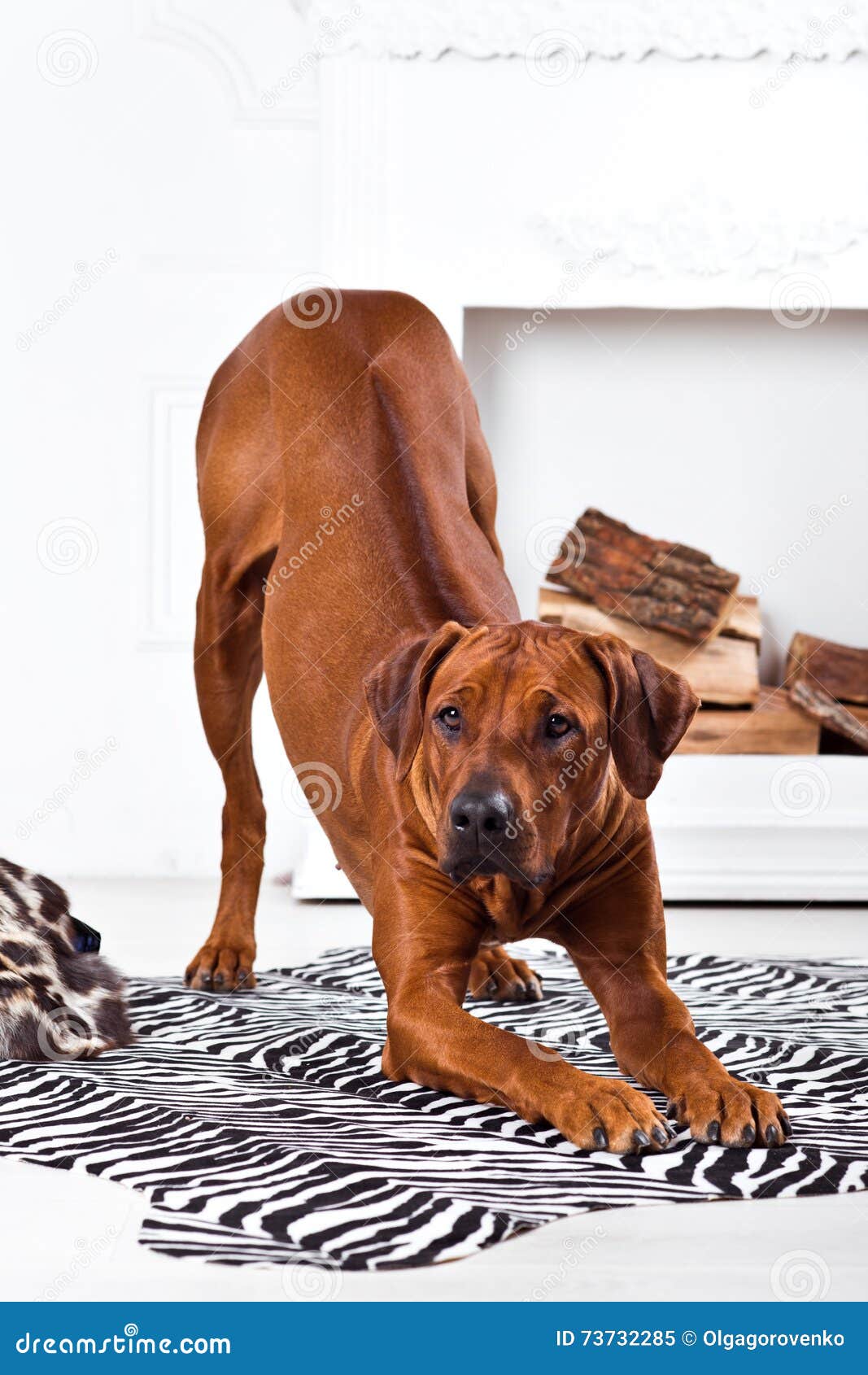 Rhodesian Ridgeback Dog Bending with Its Ridge Revealed Stock Image ...