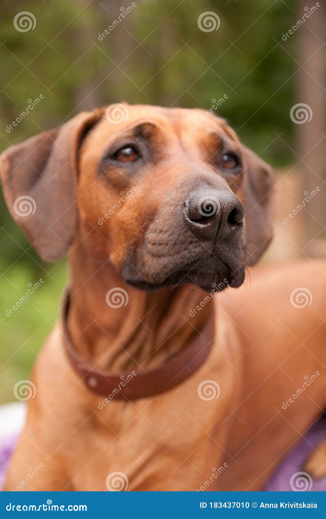 Rhodesian Ridgeback Dog in a Collar Stock Photo - Image of legs ...