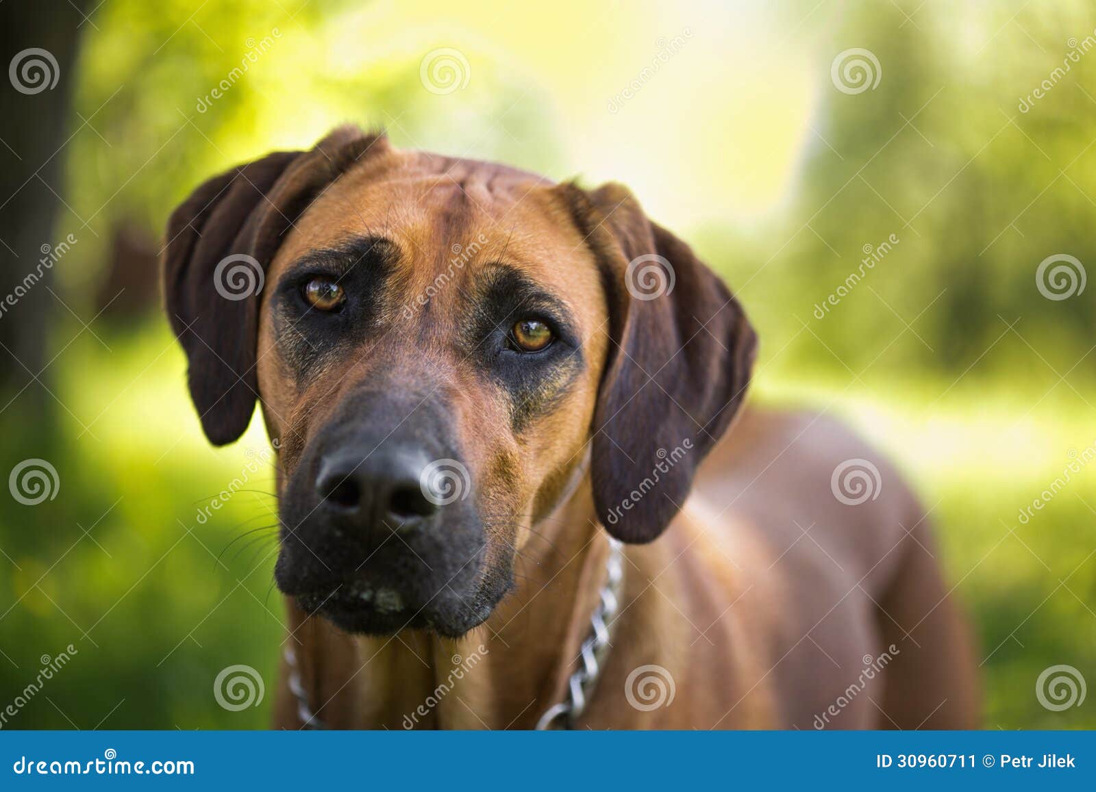 Rhodesian ridgeback dog stock image. Image of male, funny - 30960711