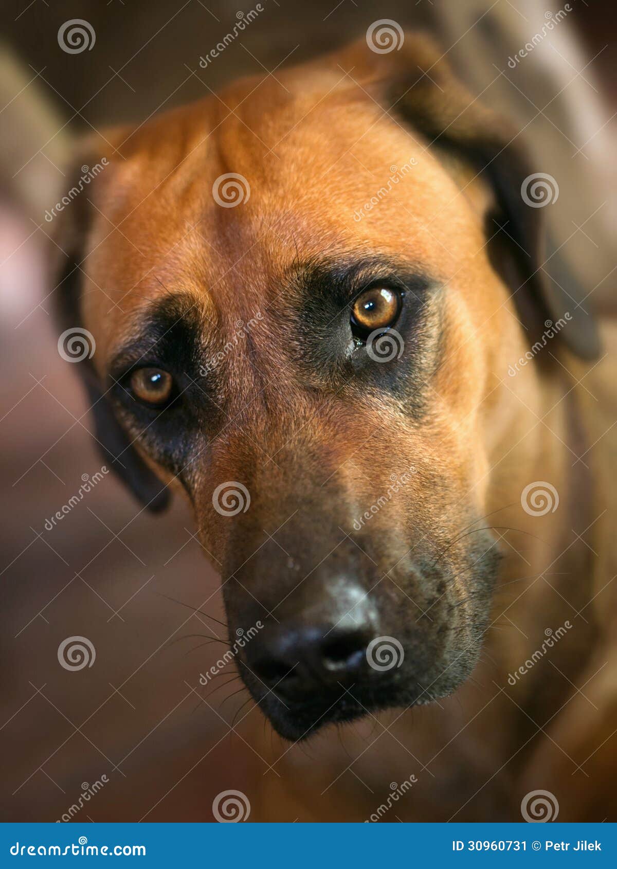 Rhodesian ridgeback dog stock image. Image of animal - 30960731