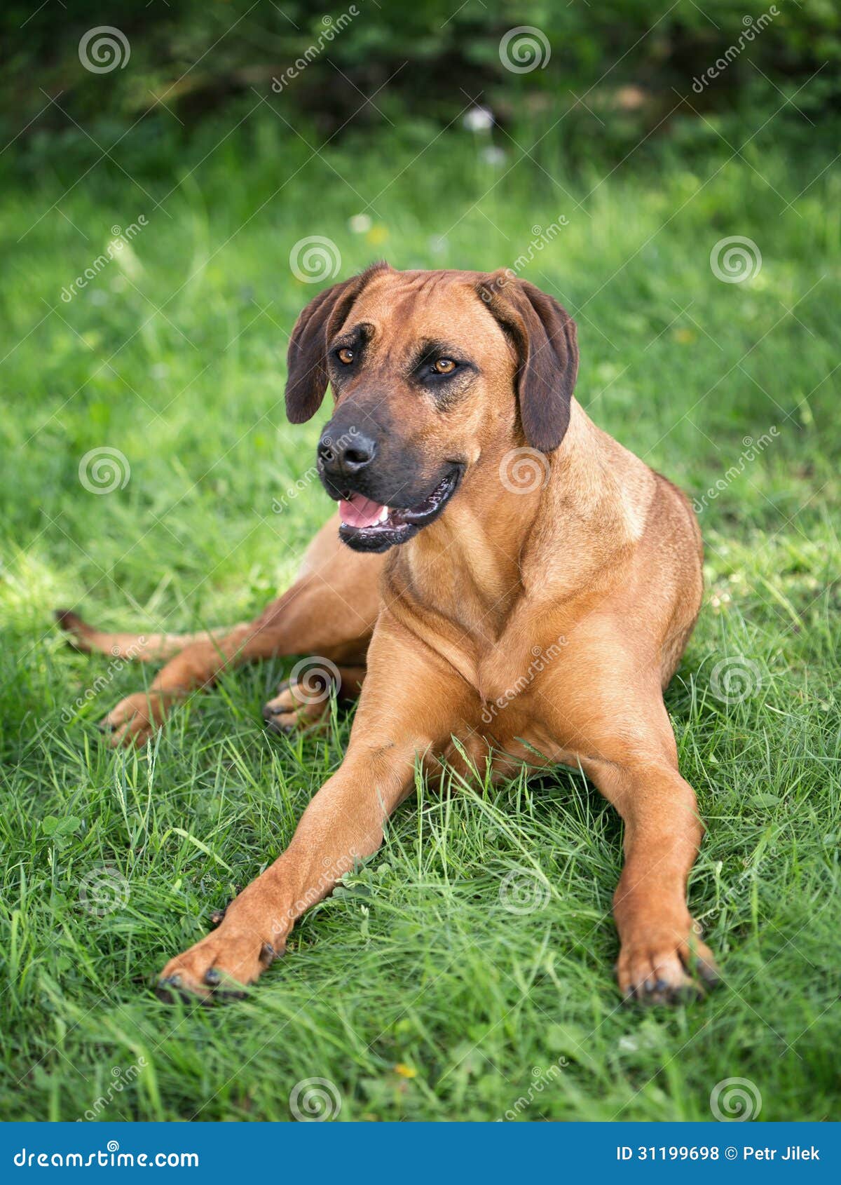 Rhodesian ridgeback dog stock photo. Image of head, detail - 31199698