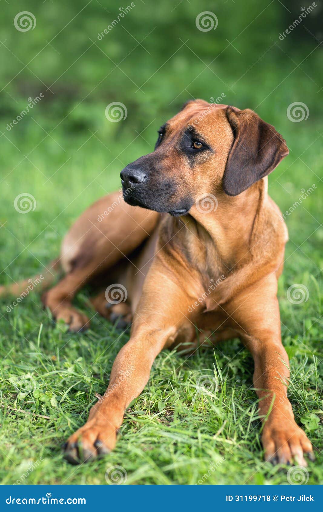 Rhodesian ridgeback dog stock photo. Image of eyes, meadow - 31199718