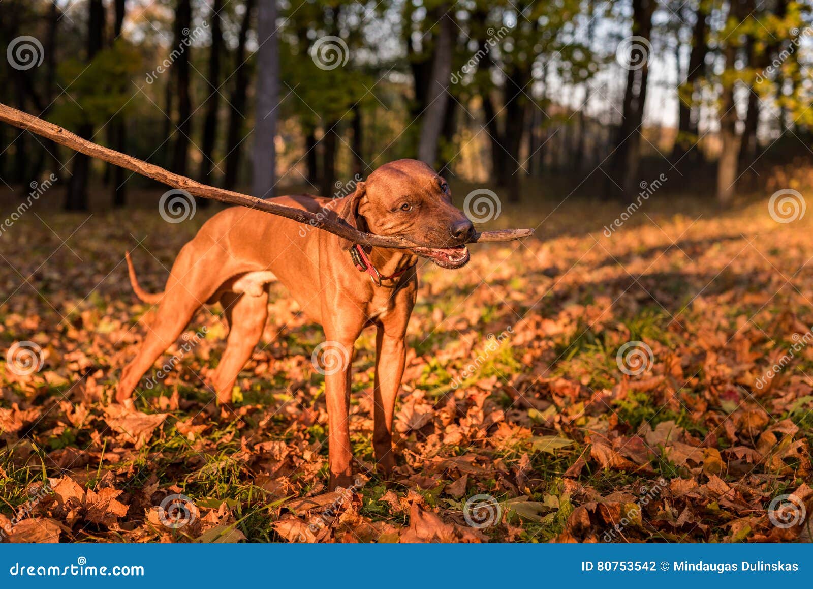 Rhodesian Ridgeback Dog is Eating and Playing with Branch. Stock Photo ...