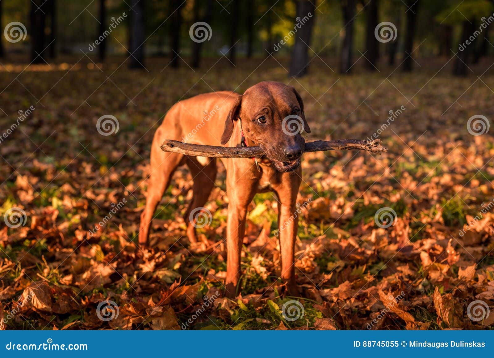 Rhodesian Ridgeback Dog is Eating and Playing with Branch. Stock Image ...