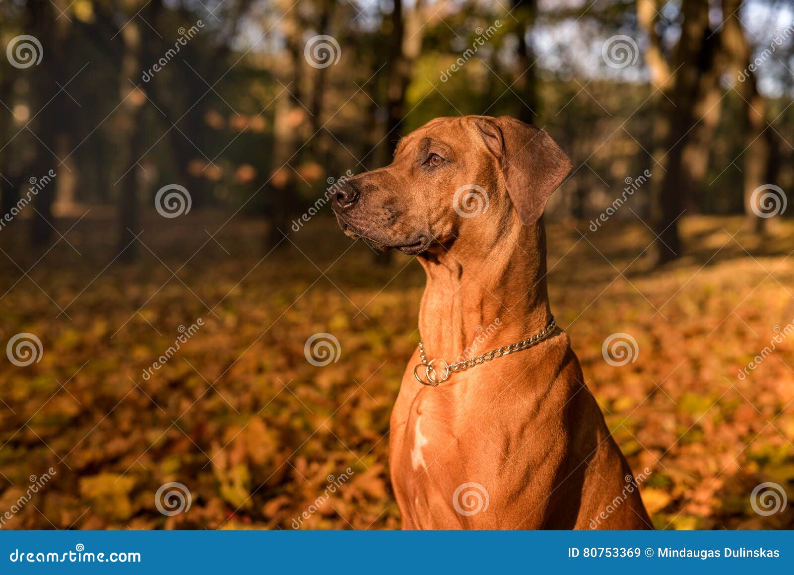 Rhodesian Ridgeback Dog Face Stock Image - Image of animal, purebred ...