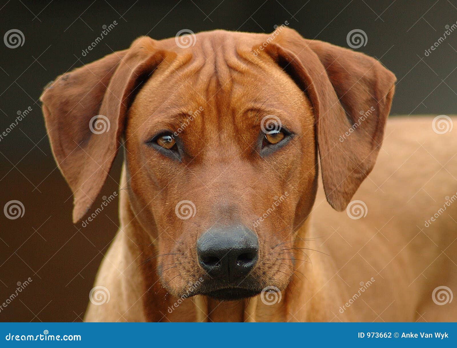 Rhodesian Ridgeback Dog Head Portrait Stock Photo - Image of gaze, bred ...