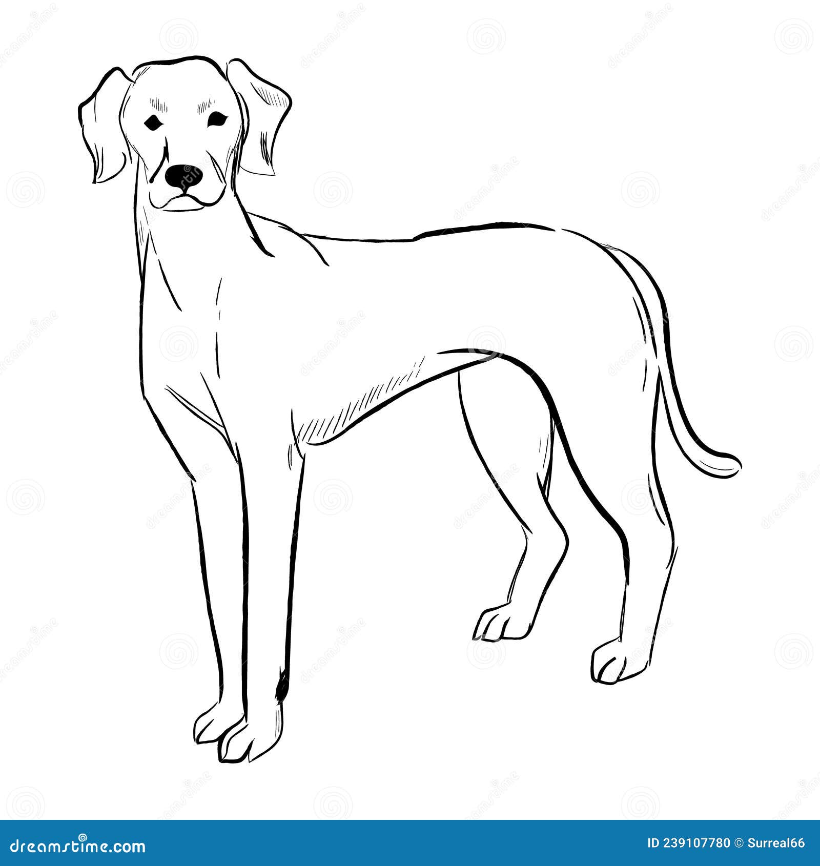 Rhodesian Ridgeback Dog Isolated on White Background Stock Vector ...