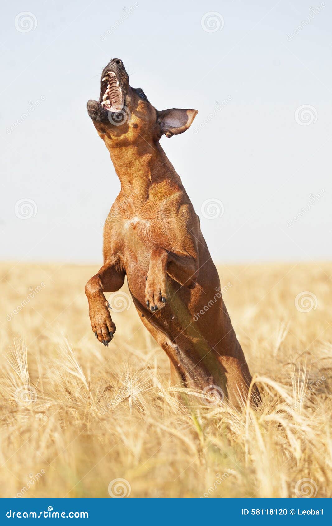 Rhodesian Ridgeback Dog Jumping Stock Photo - Image of kornfeld, blue ...