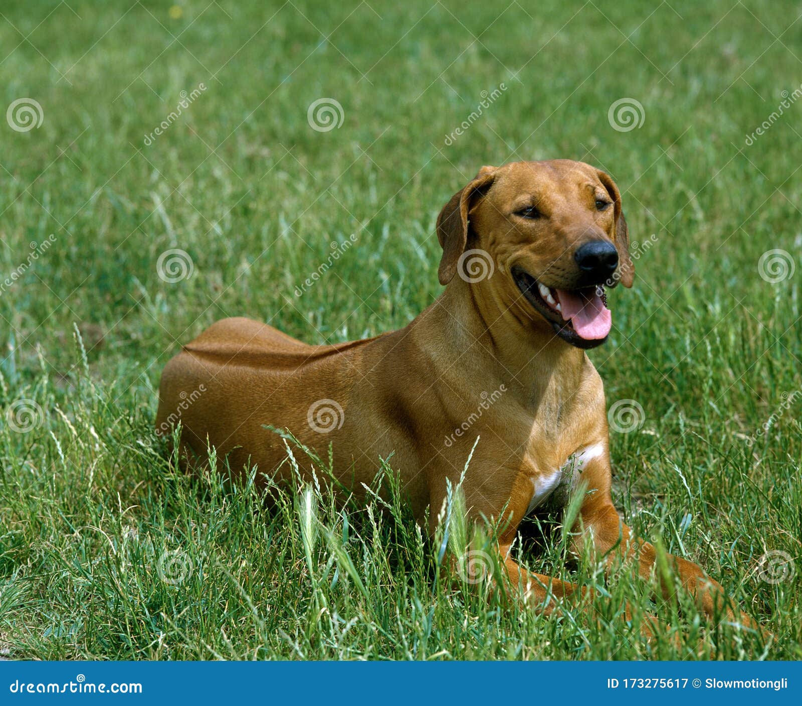 RHODESIAN RIDGEBACK stock image. Image of face, canidae - 173275617