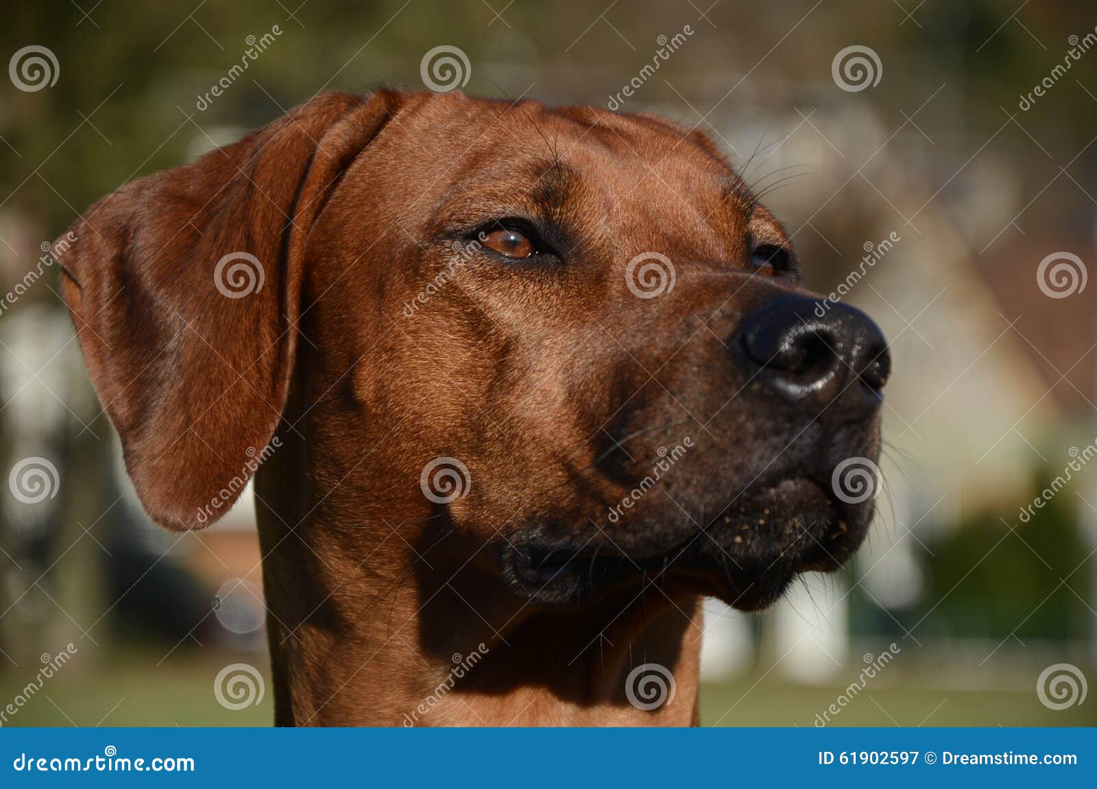 Rhodesian ridgeback stock image. Image of cruft, rhodesian - 61902597