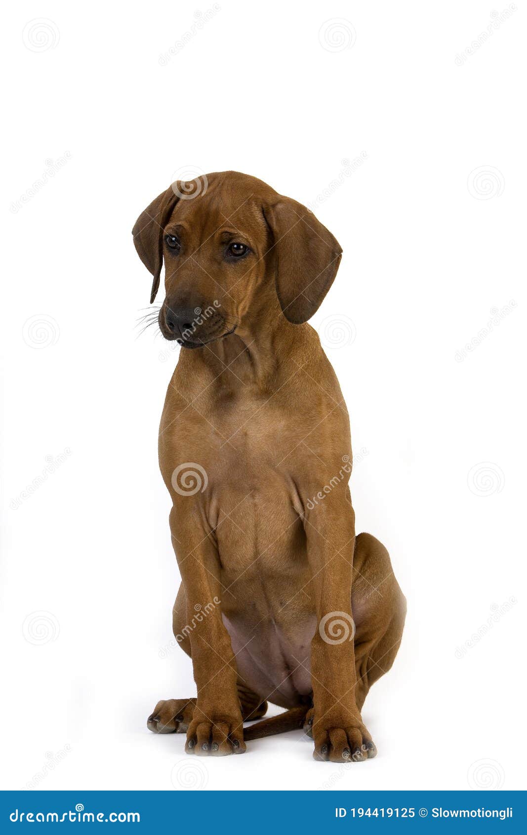 RHODESIAN RIDGEBACK DOG, 3 MONTHS OLD PUPPY Stock Image - Image of ...