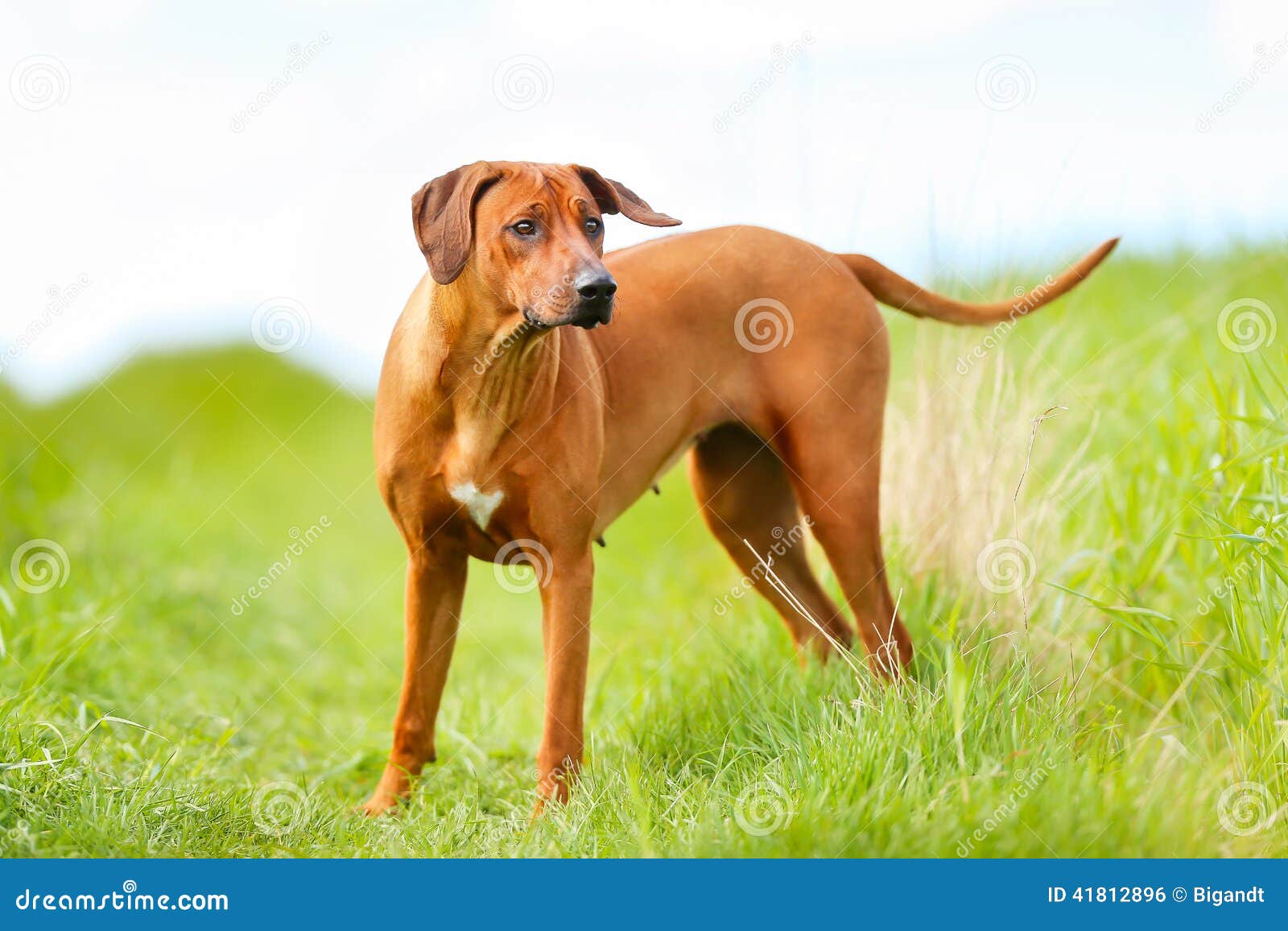 Rhodesian ridgeback dog stock photo. Image of canine - 41812896