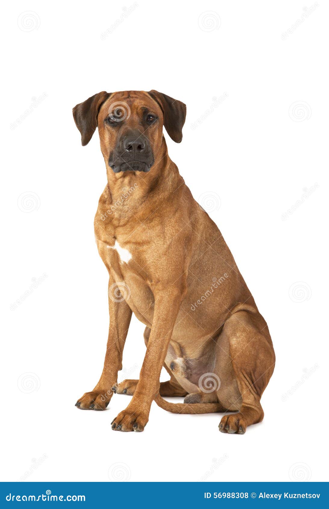 Rhodesian Ridgeback Dog Over White Background Stock Photo - Image of ...