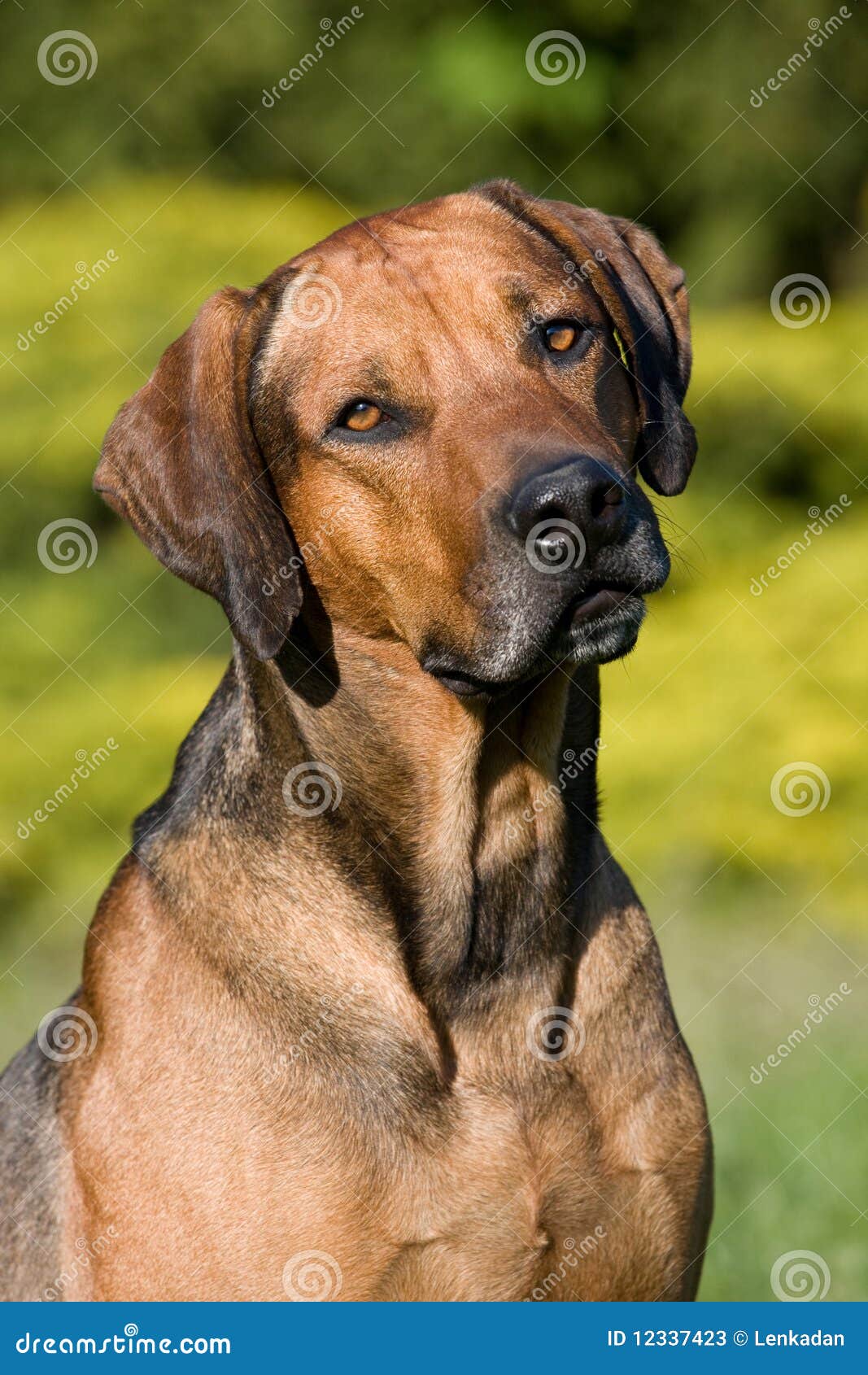 Rhodesian Ridgeback Is Laying On The Ground. Royalty-Free Stock ...