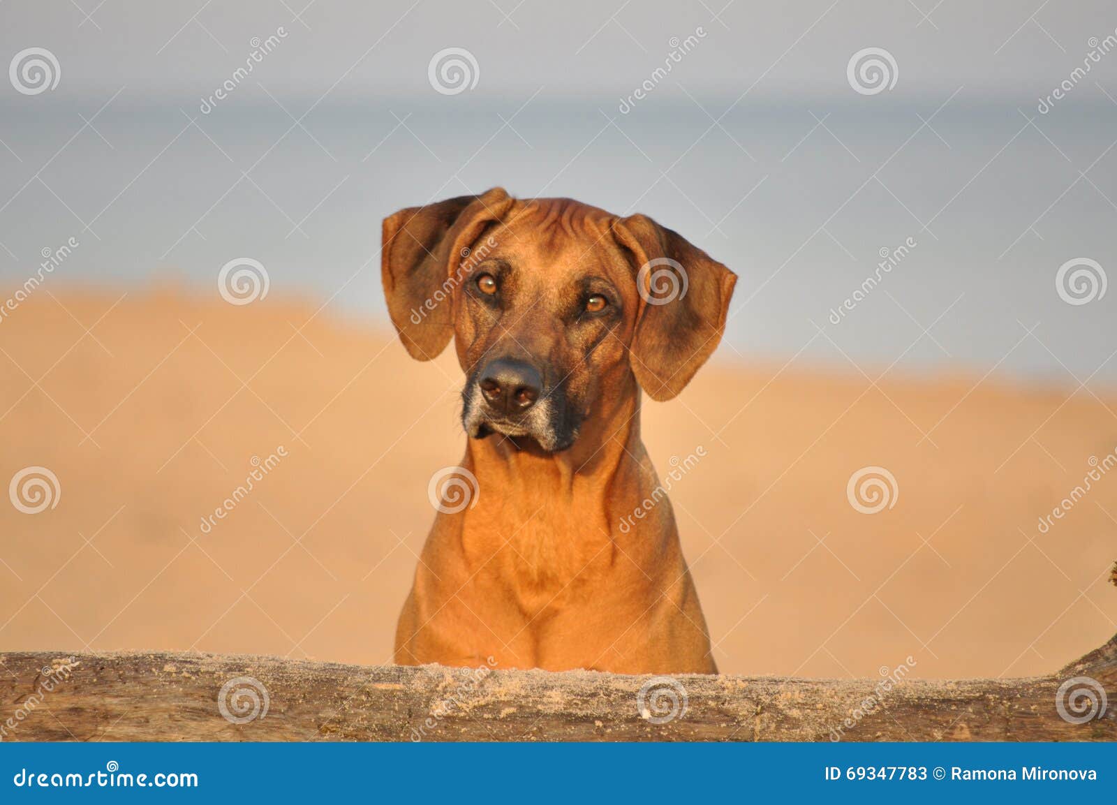 Rhodesian Ridgeback Dog Portrait Stock Image - Image of ridgeback ...