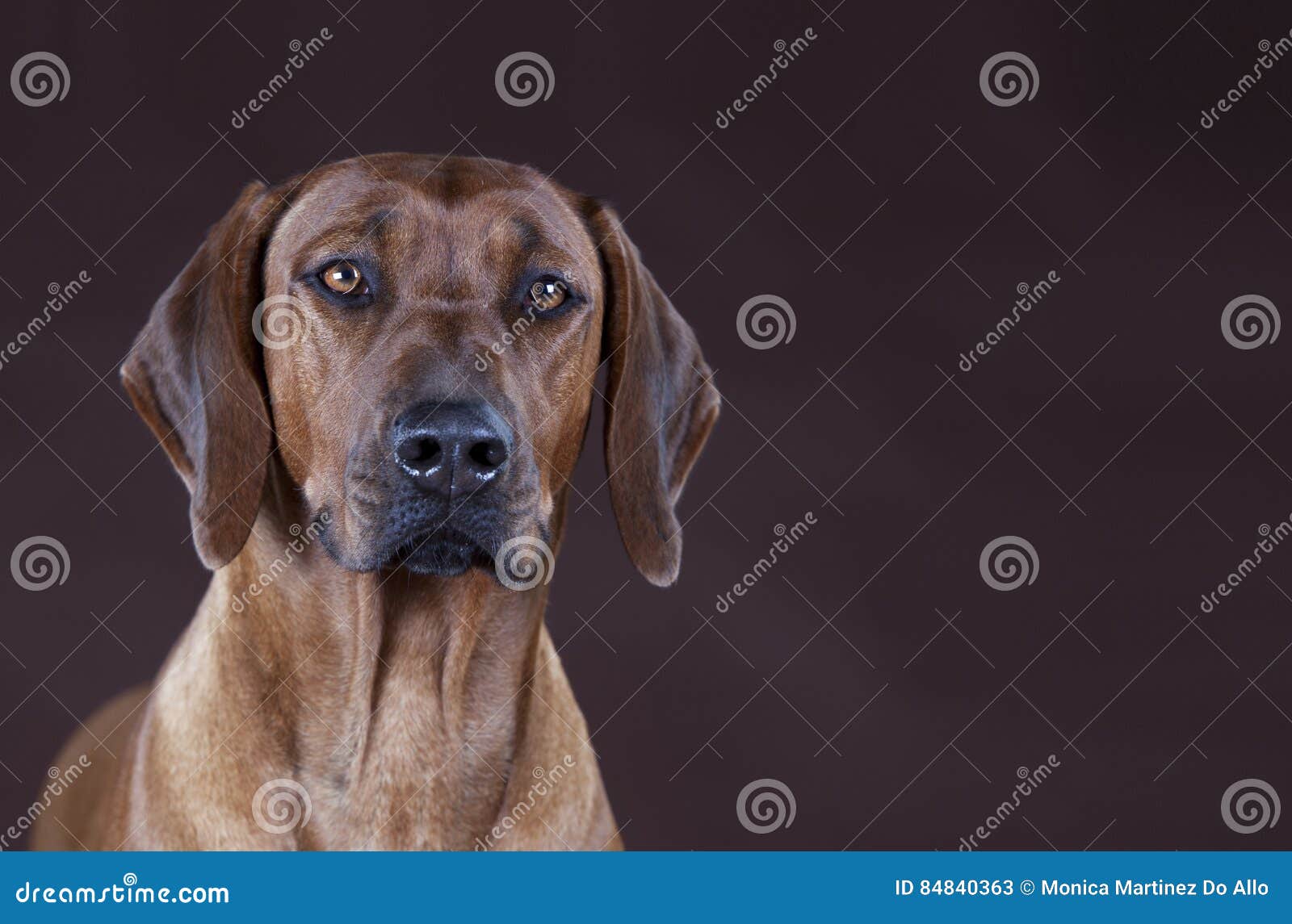 Rhodesian ridgeback dog stock image. Image of macro, ridgeback - 84840363