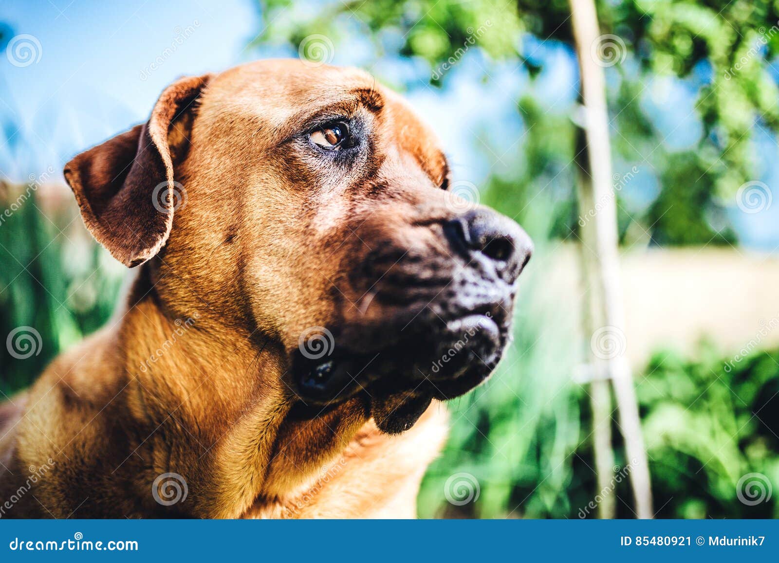 Rhodesian Ridgeback Dog Portrait Stock Image - Image of beautiful ...