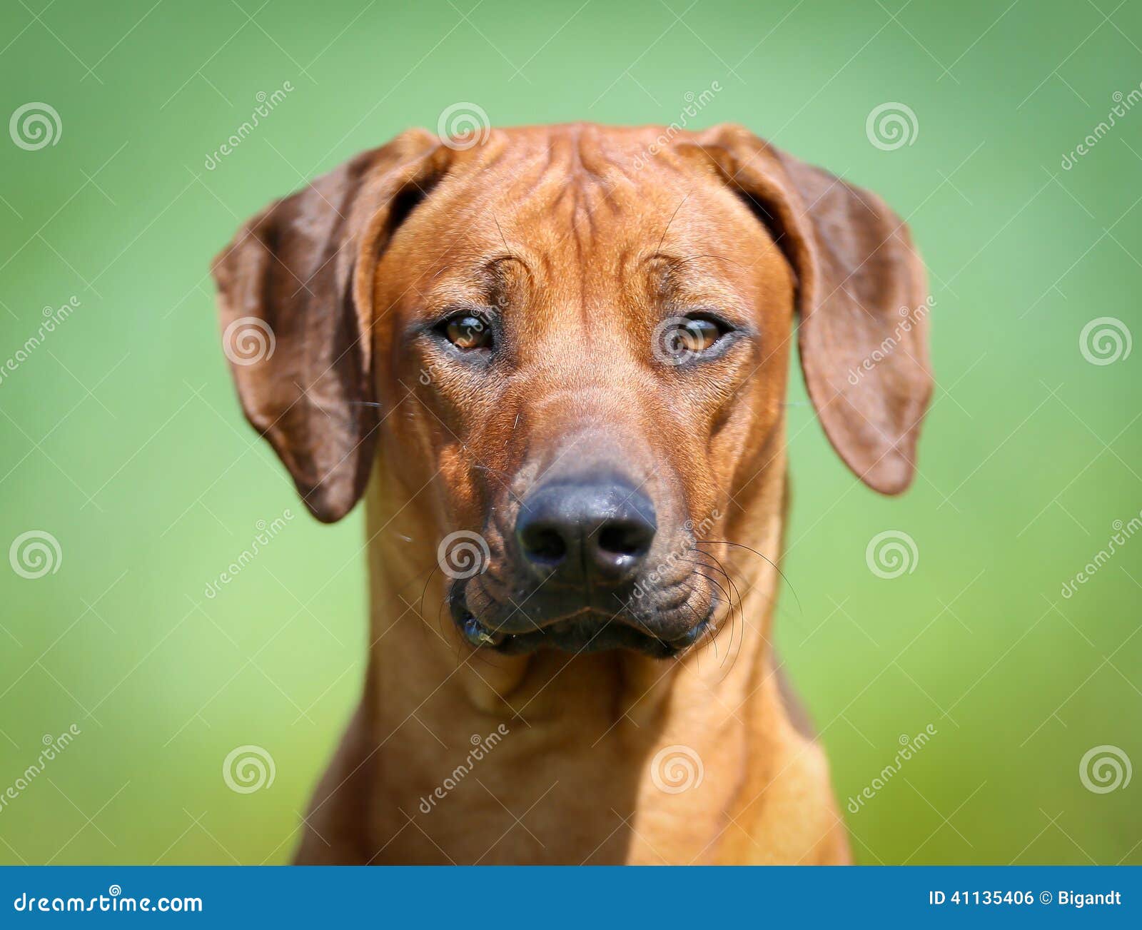 Rhodesian ridgeback dog stock photo. Image of sunny, face - 41135406