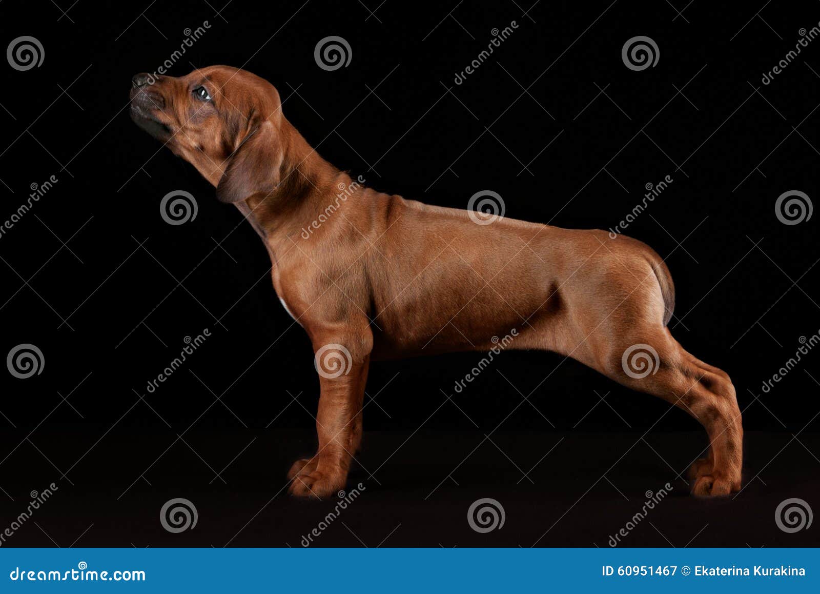 Rhodesian Ridgeback Dog Resting Stock Image - Image of listening ...