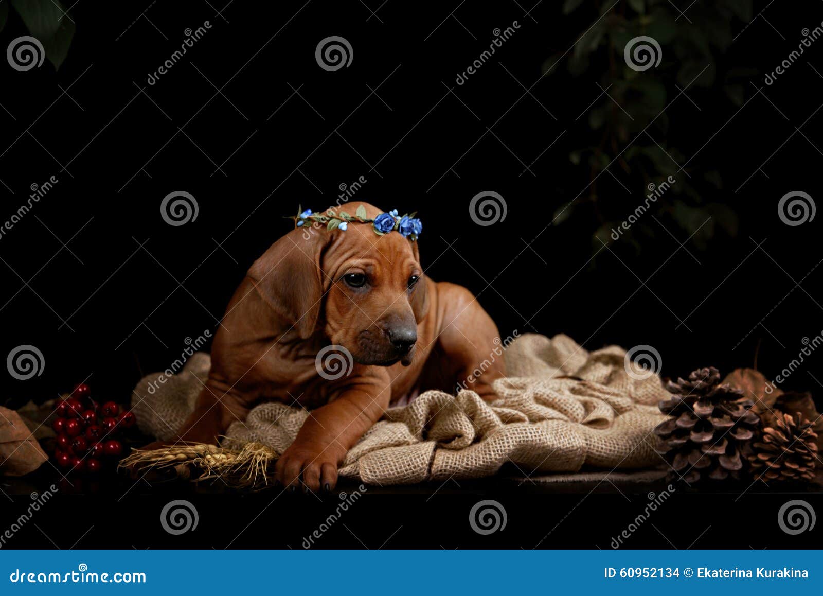 Rhodesian Ridgeback Dog Resting Stock Photo - Image of doggie, huge ...