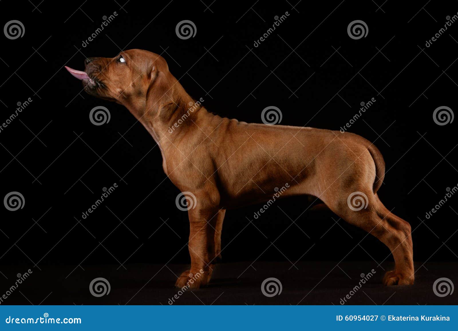Rhodesian Ridgeback Dog Resting Stock Image - Image of doggie, funny ...