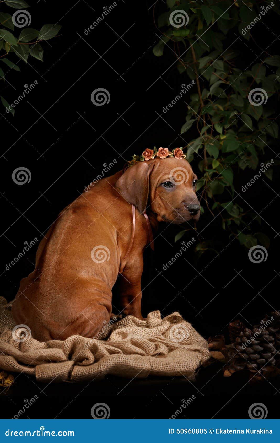 Rhodesian Ridgeback Dog Resting Stock Image - Image of nature, back ...