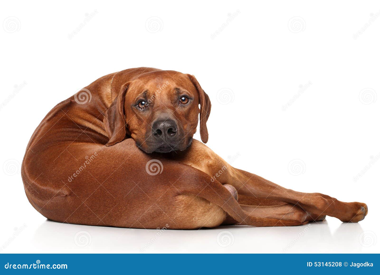 Rhodesian Ridgeback Royalty-Free Stock Image | CartoonDealer.com #7141642