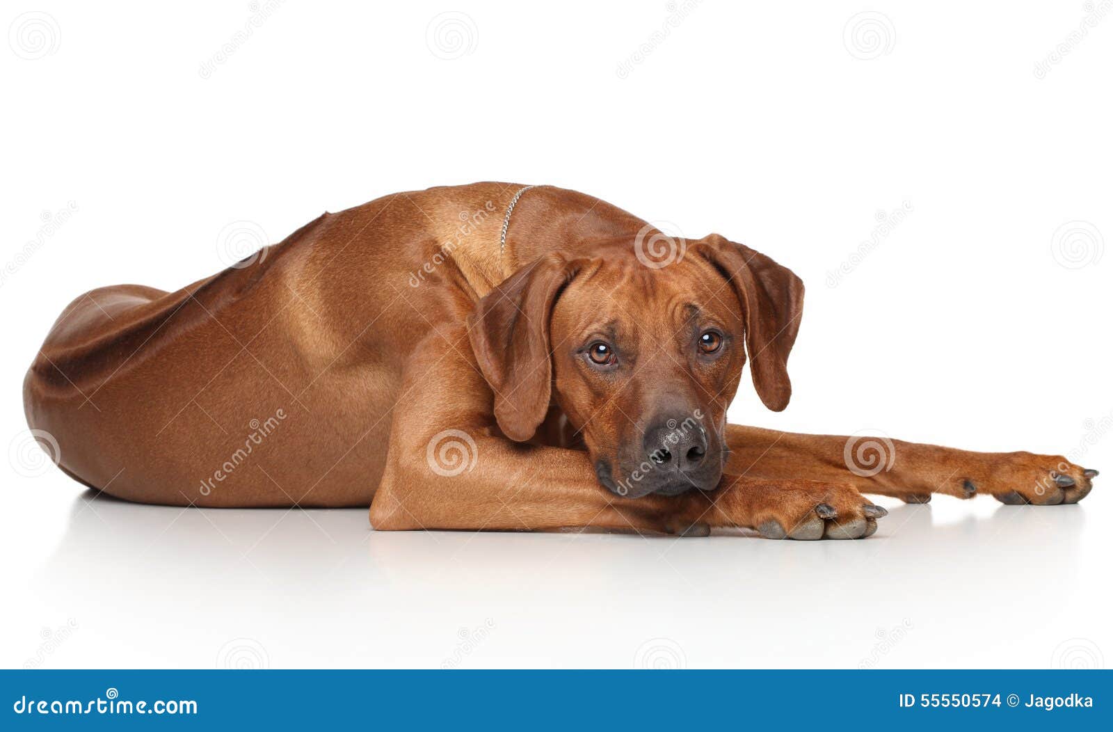 Are Rhodesian Ridgeback The Most Intelligent Dogs