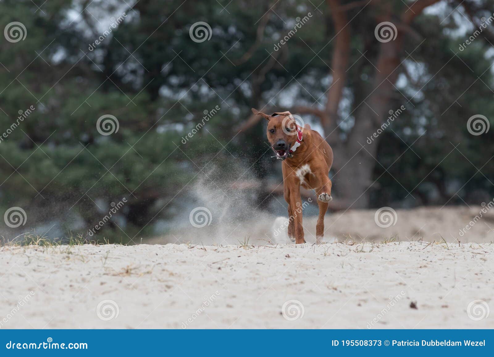 Rhodesian Ridgeback Dog Running Around Stock Image - Image of jumping ...