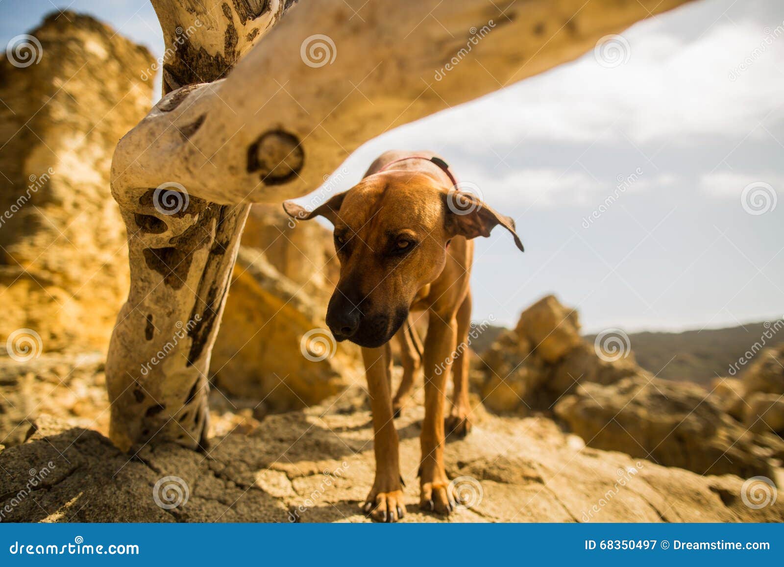 Rhodesian Ridgeback Dog Searching Under Log Stock Image - Image of ...